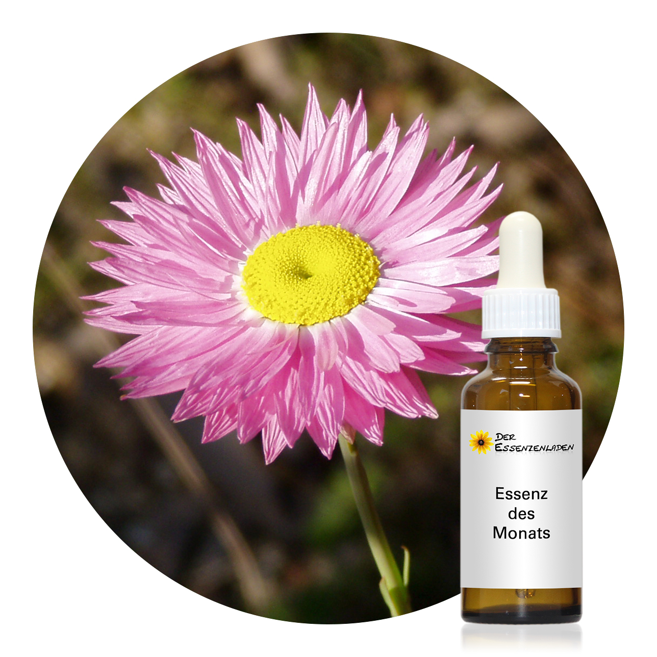 Pink Everlasting (Living Essences of Australia) – Das Essenzen Blog