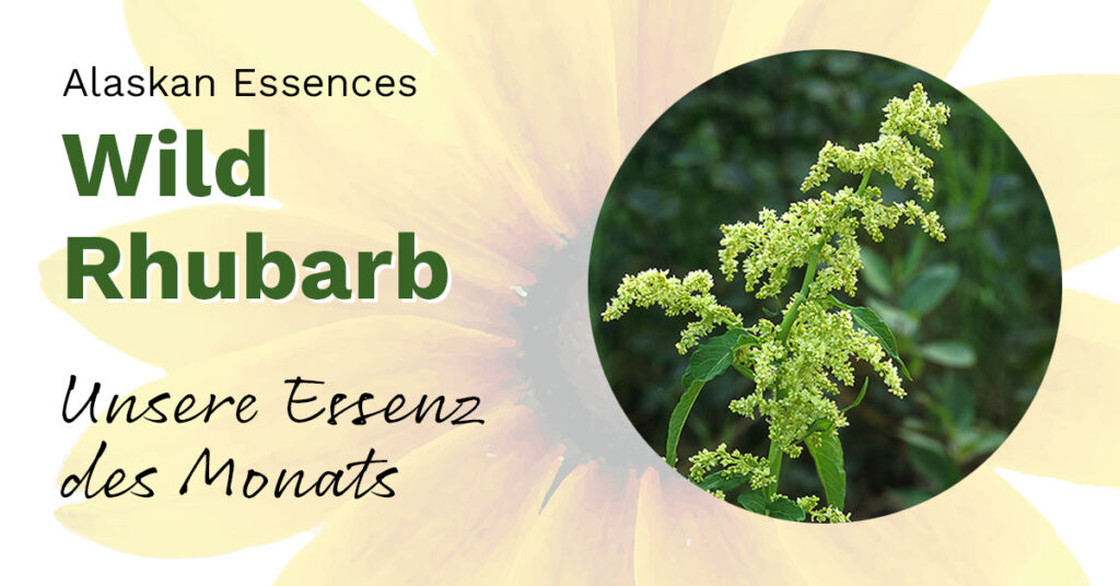 Wild Rhubarb (Alaskan Essences) – Das Essenzen Blog