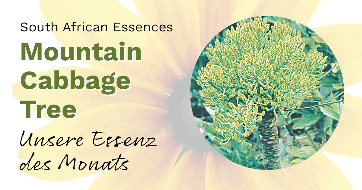 Mountain Cabbage Tree (South African Essences) – Das Essenzen Blog