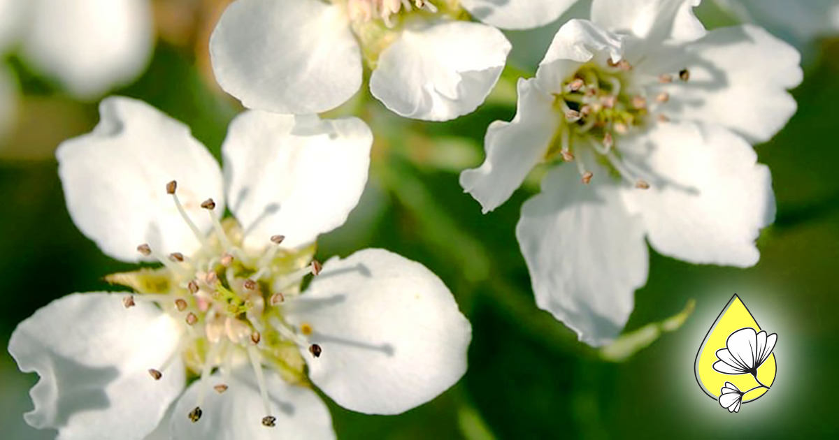 Pear Essenz – Frieden, Balance & Unterstützung im Alltag – Das Essenzen ...